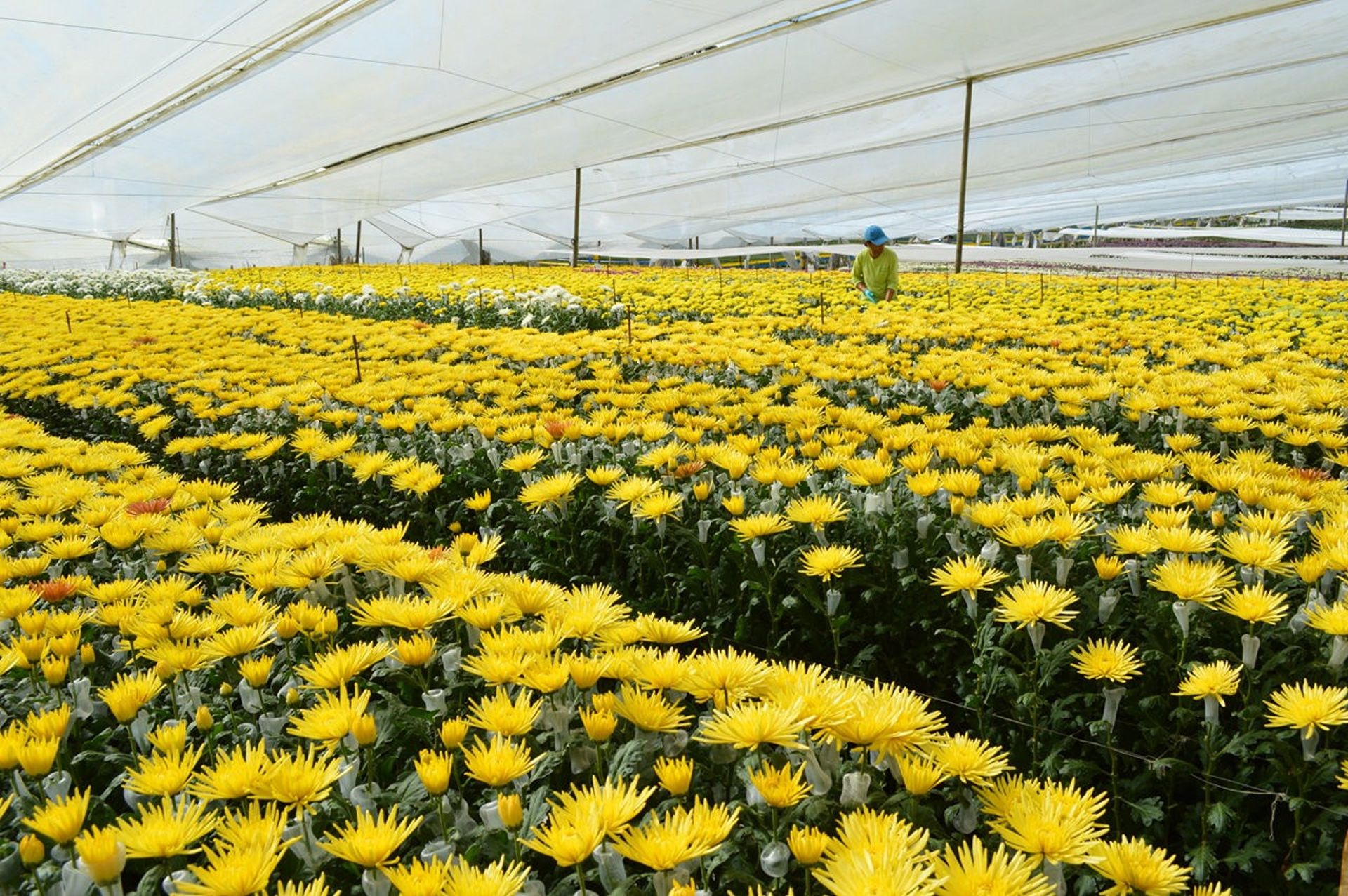 Savannah Flowers Corp | Premium Flower and Supply Wholesaler