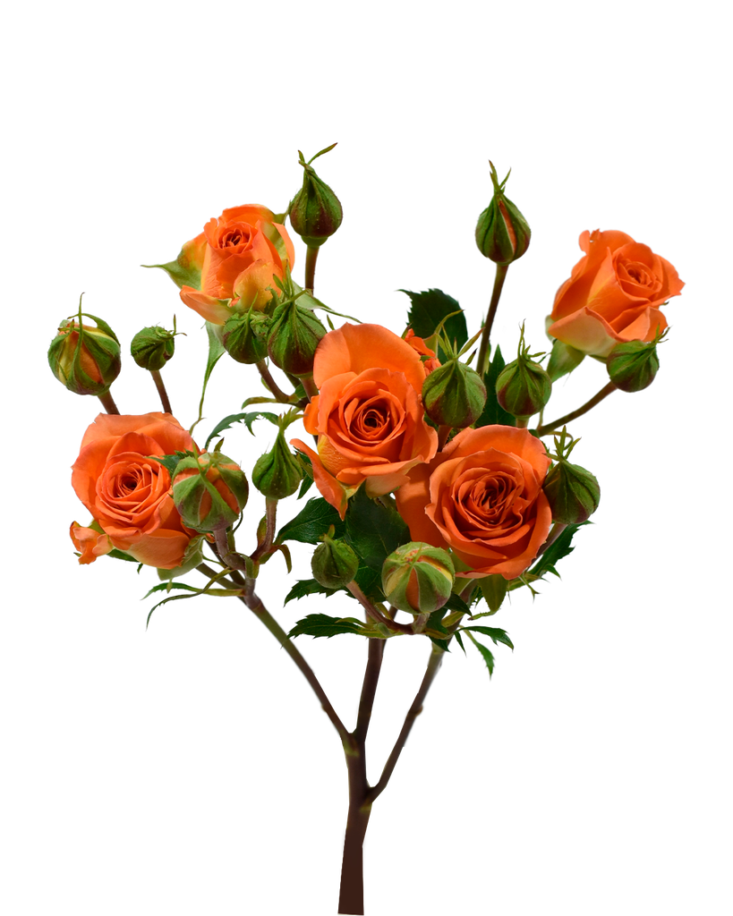 Spray Roses 50cm Saona | Savannah Flowers Corp