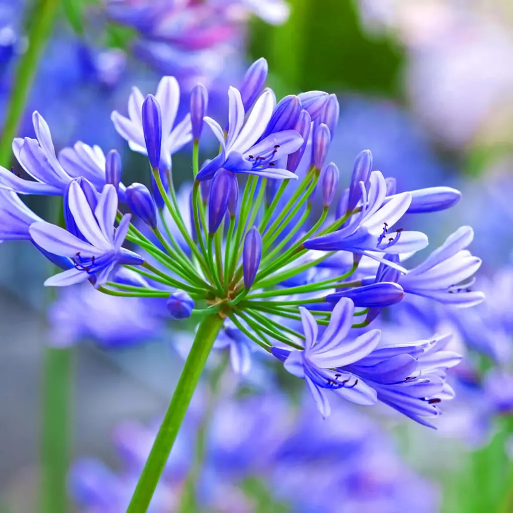 Agapantus Blue Premium | Savannah Flowers Corp