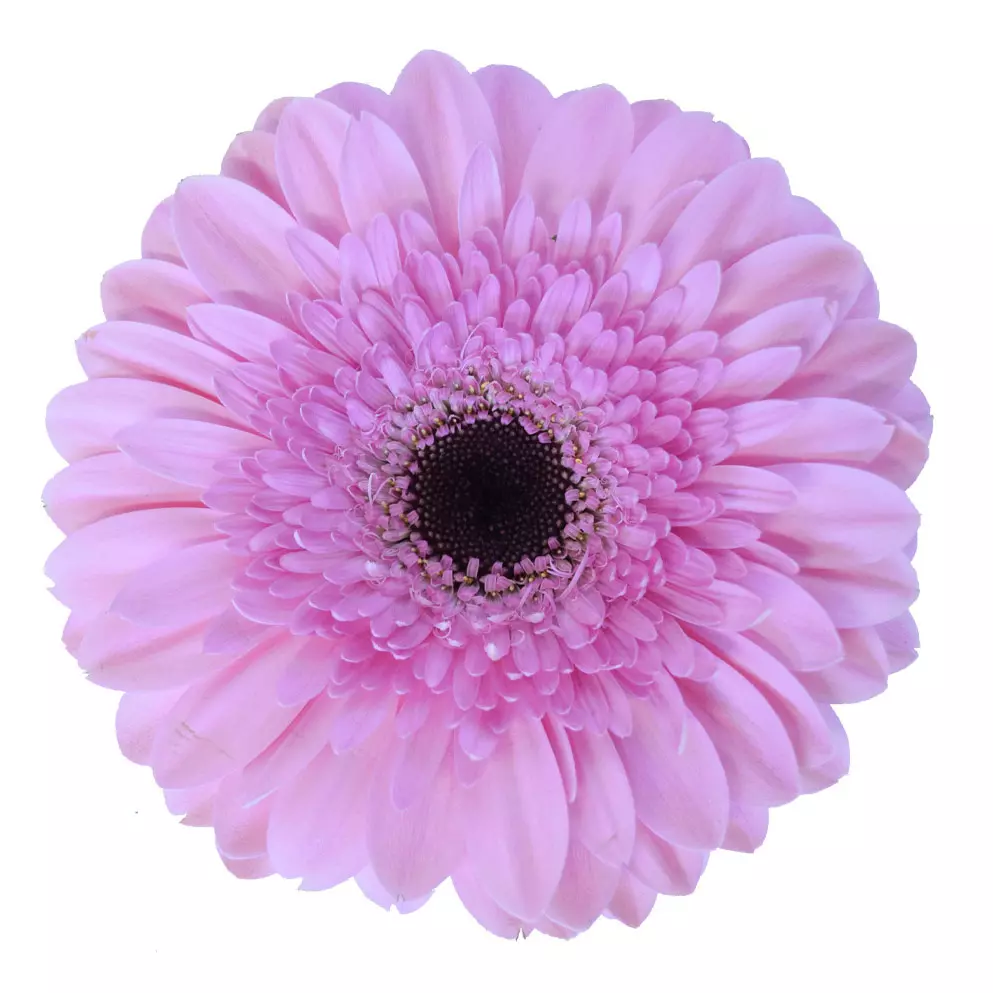 Gerberas Lavender (Colombian) | Savannah Flowers Corp