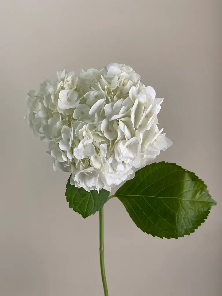 Hydrangea White Premium | Savannah Flowers Corp