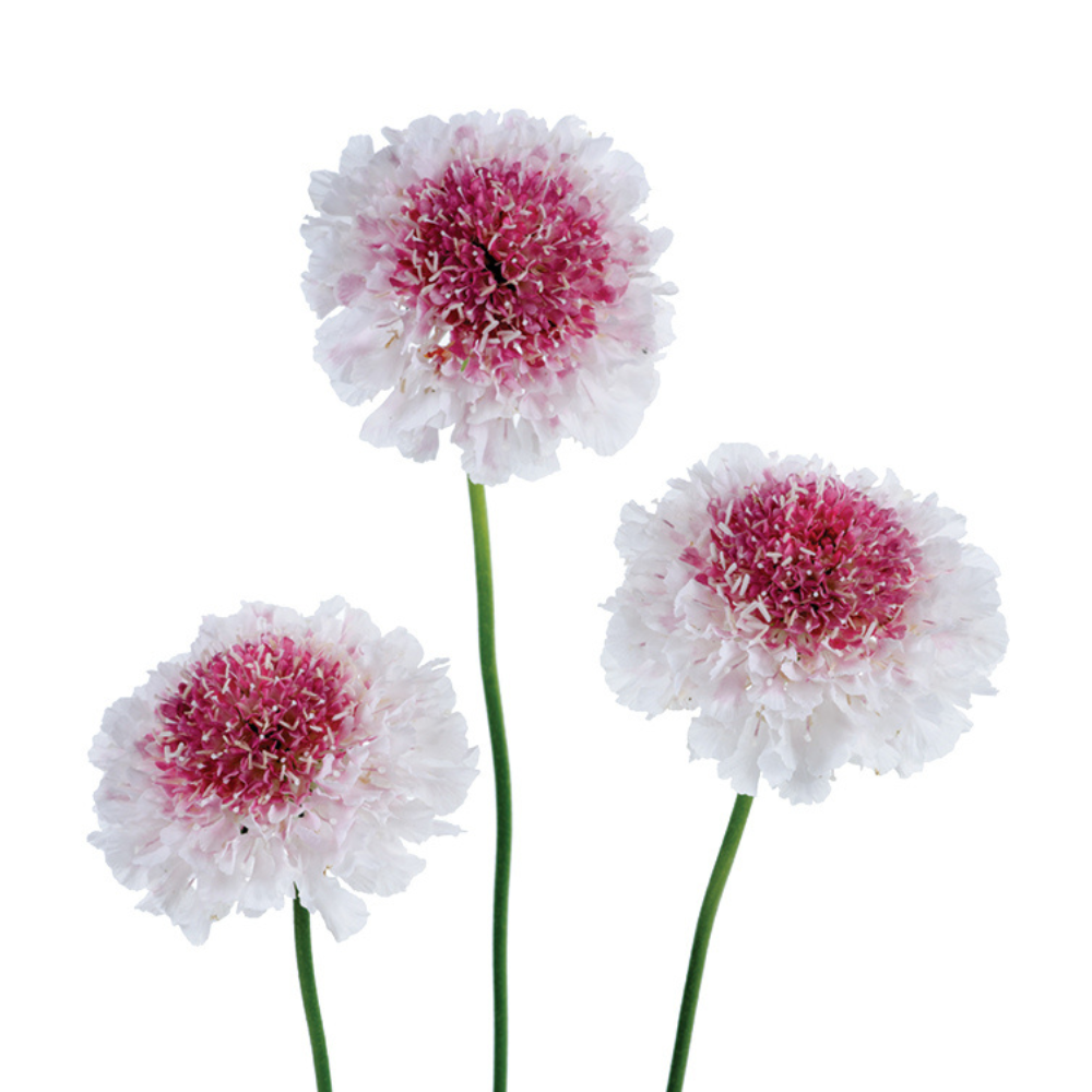 Scabiosa Strawberry | Savannah Flowers Corp