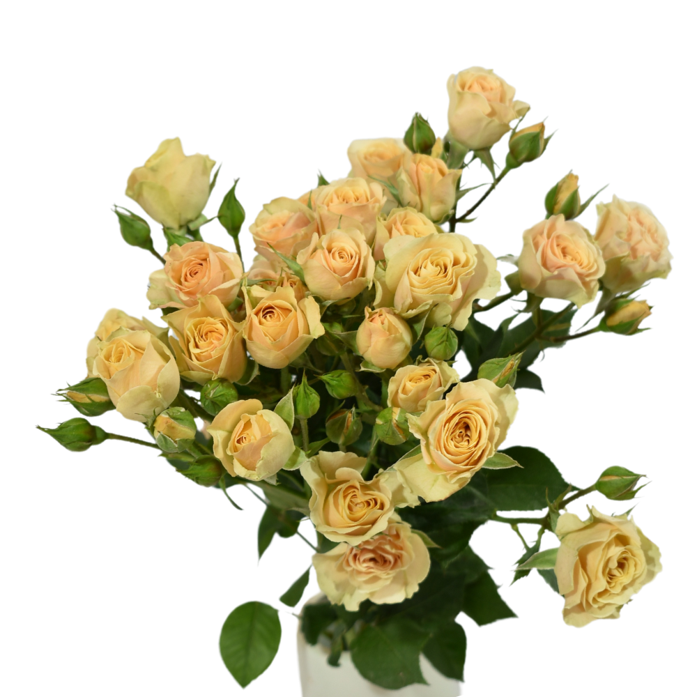 Spray Roses 50cm Apricot | Savannah Flowers Corp