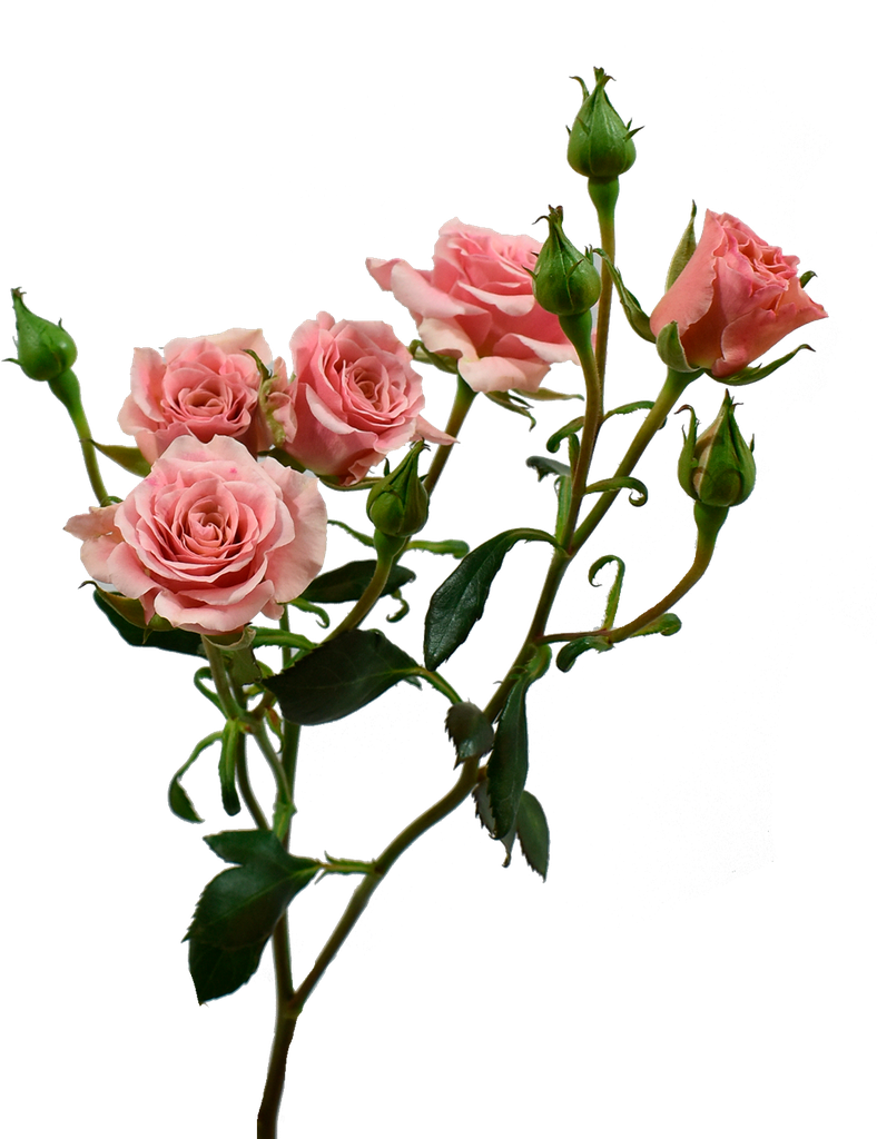 Spray Roses 50cm Be Loving | Savannah Flowers Corp