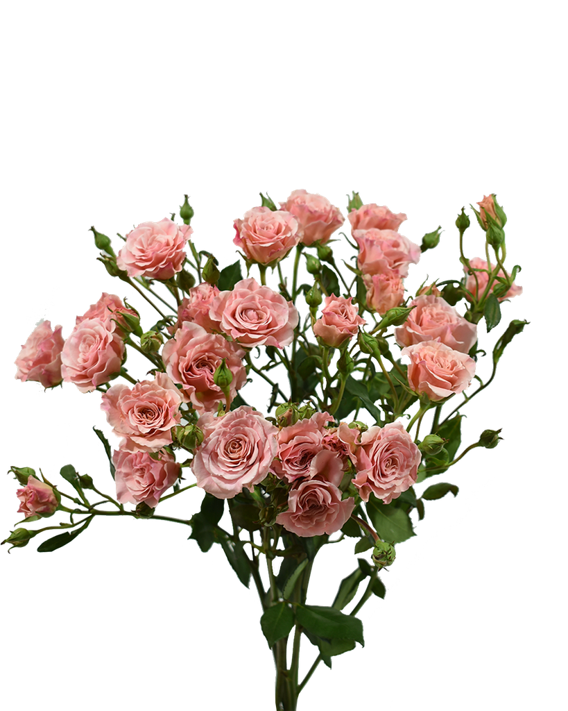 Spray Roses 50cm Candy | Savannah Flowers Corp