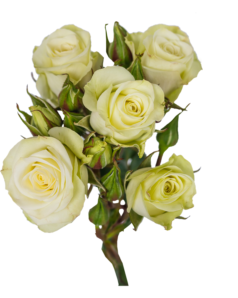 Spray Roses 50cm Floreana | Savannah Flowers Corp