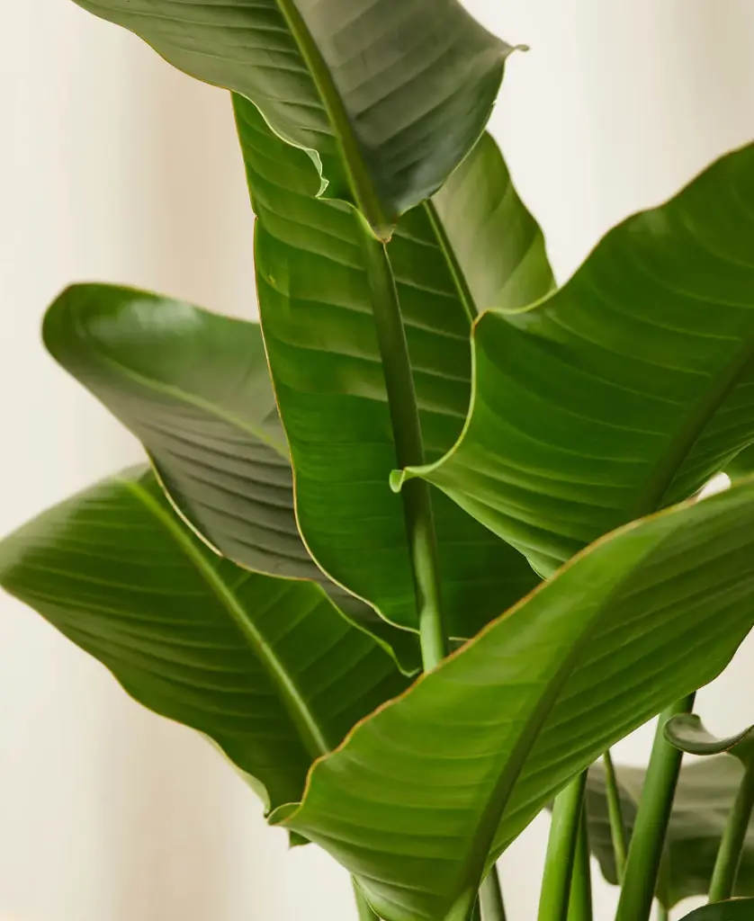 Birds Of Paradise Leaves Premium | Savannah Flowers Corp