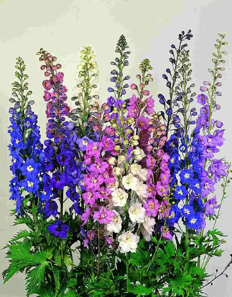 Delphinium Assorted | Savannah Flowers Corp