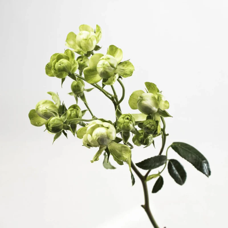 Spray Roses Japanese Wild Eclair | Savannah Flowers Corp