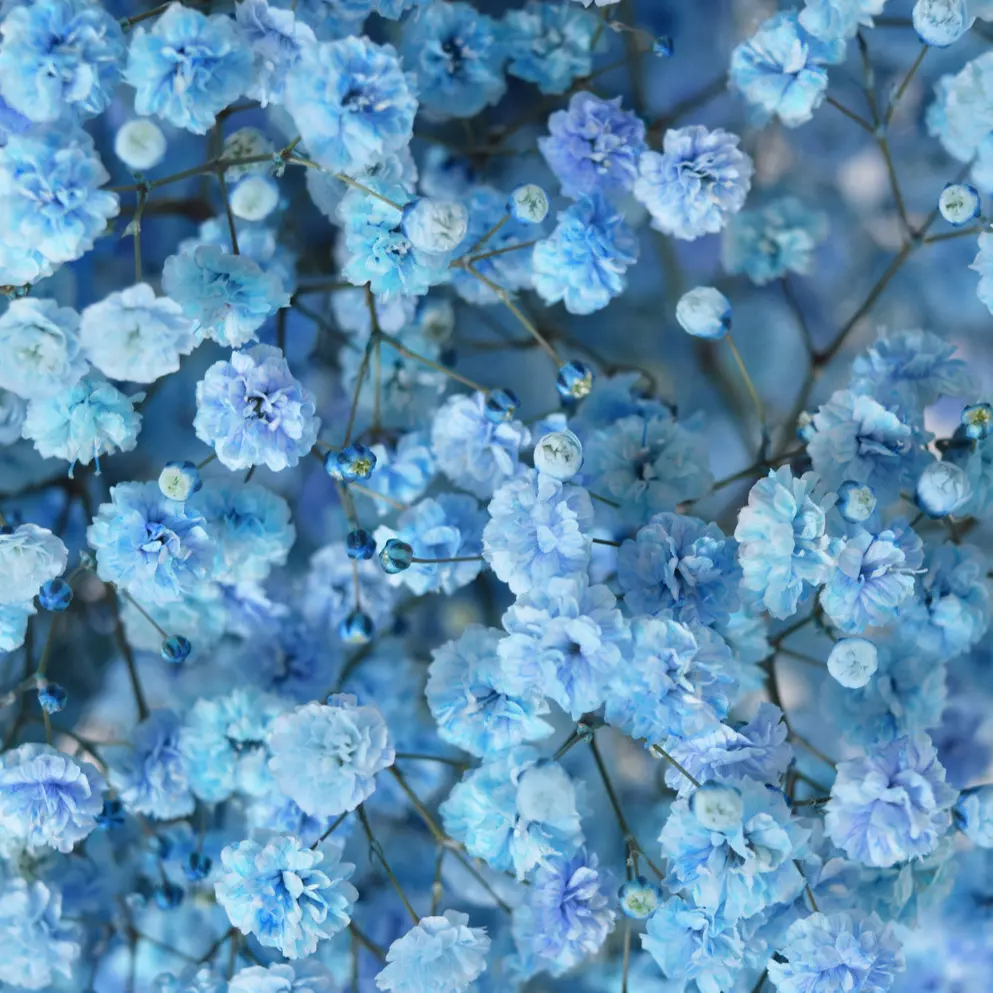 Gypsophila Blue | Savannah Flowers Corp