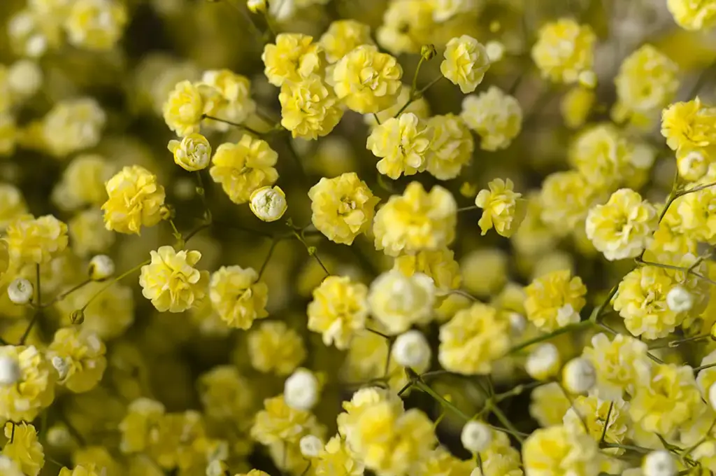 Gypsophila Yellow | Savannah Flowers Corp