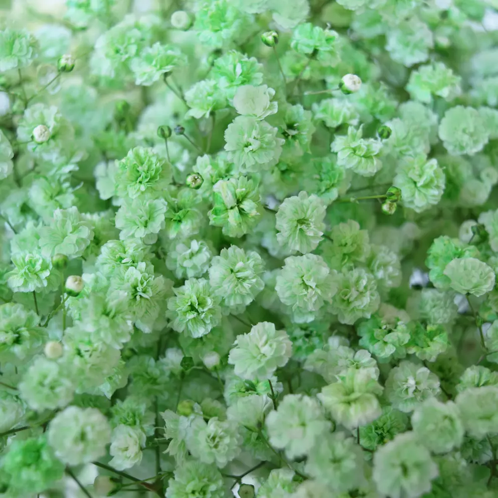 Gypsophila Green | Savannah Flowers Corp