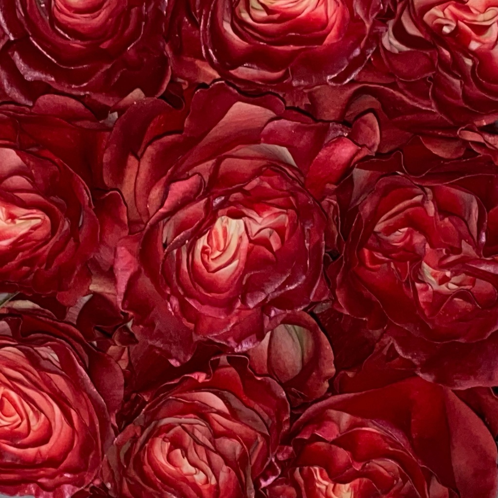 Roses Tinted 60cm Earth Tone Matilda | Savannah Flowers Corp