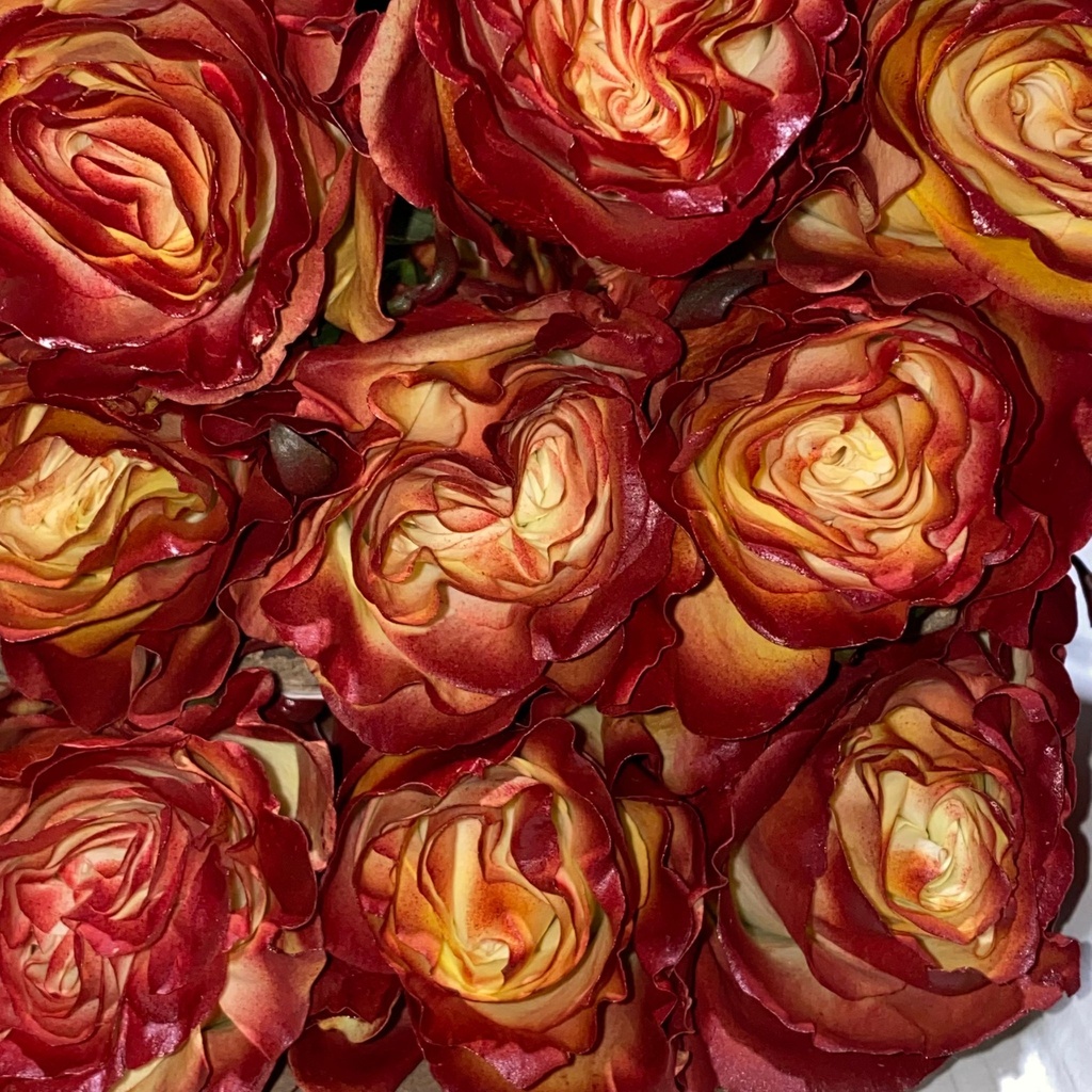 Roses Tinted 60cm Earth Tone Leonidas | Savannah Flowers Corp